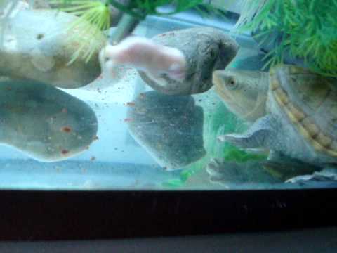 Tortugueros Maniáticos: CLAUDIUS ANGUSTATUS (Tortuga Chopontil)