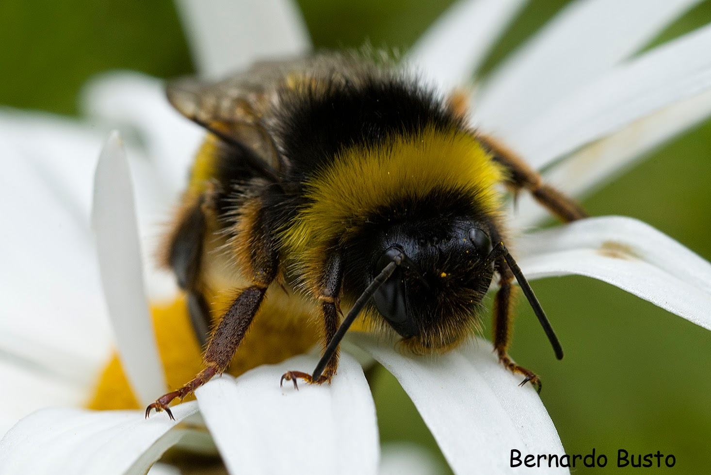 RÍA DE LA VILLA: Abejorro