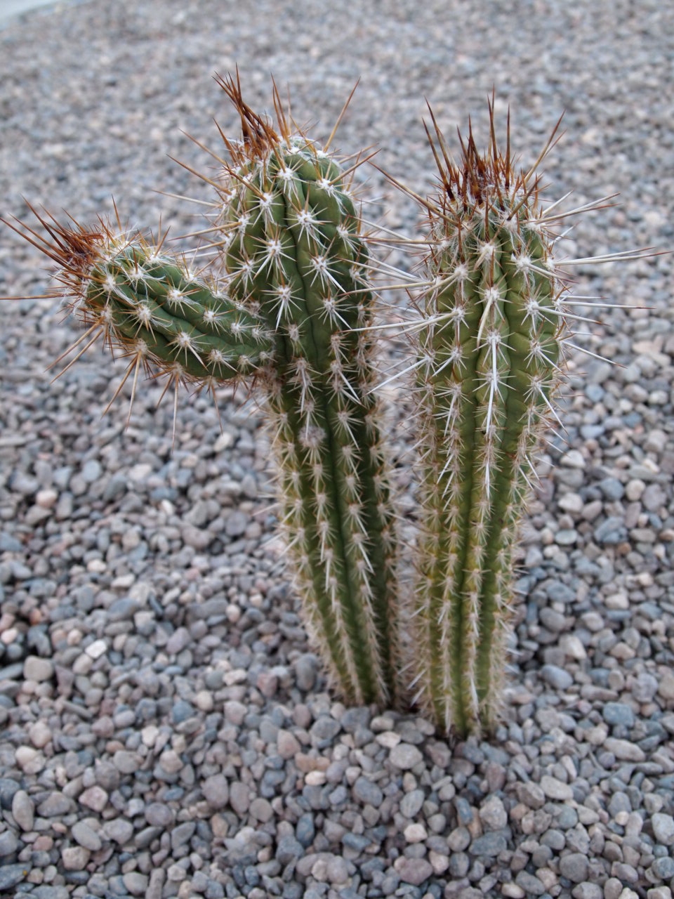 Huppdates: Pokey plants!