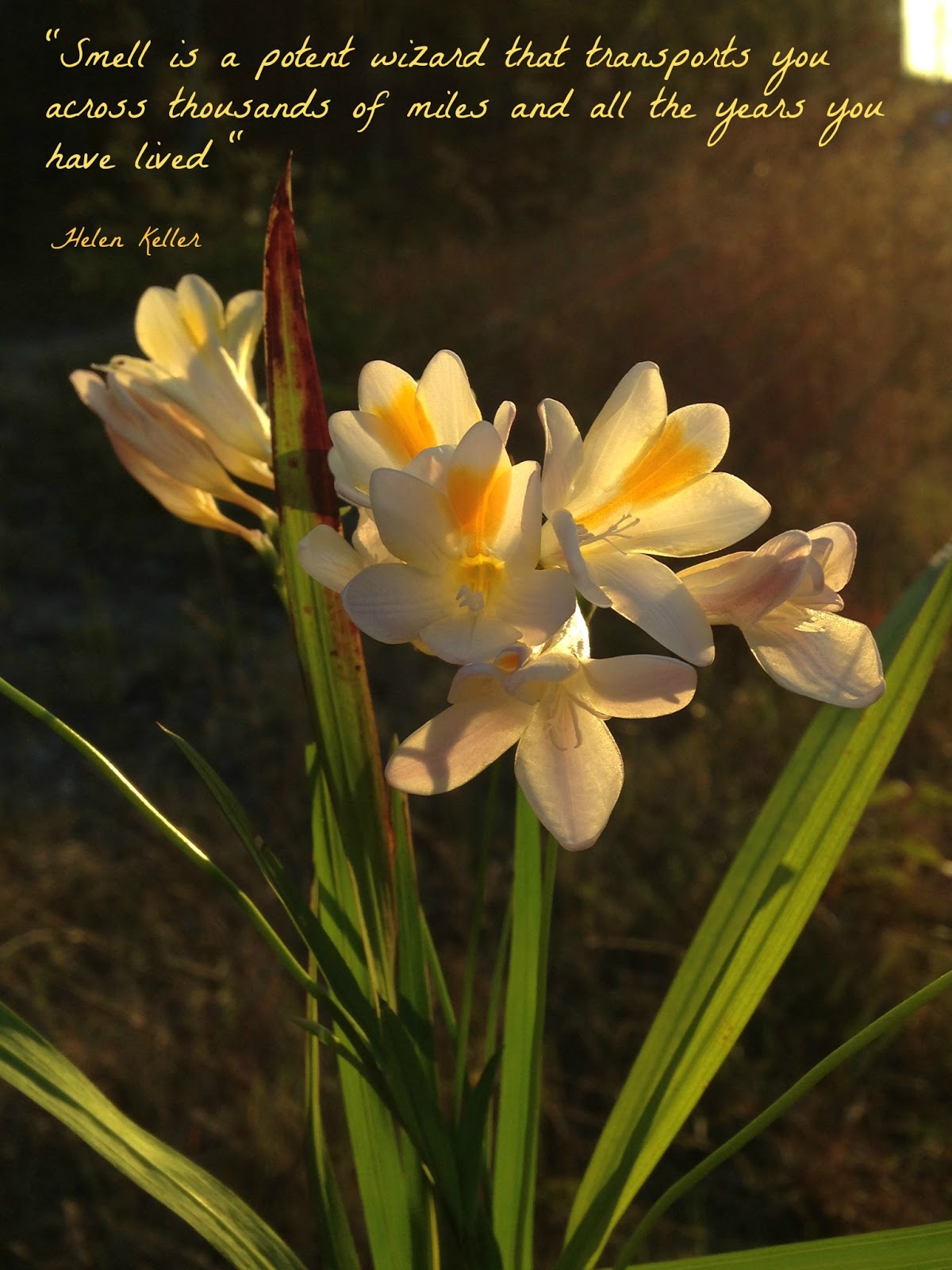 The Baynhams: Wild Freesias