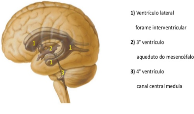 Plantando Ciência: Introdução à Neuroanatomia e Neurofisioloiga