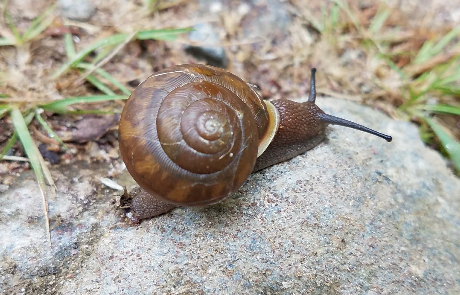 Tales From The Wood Booger: Carrying The Big Lummox Out Of The Rabbit ...