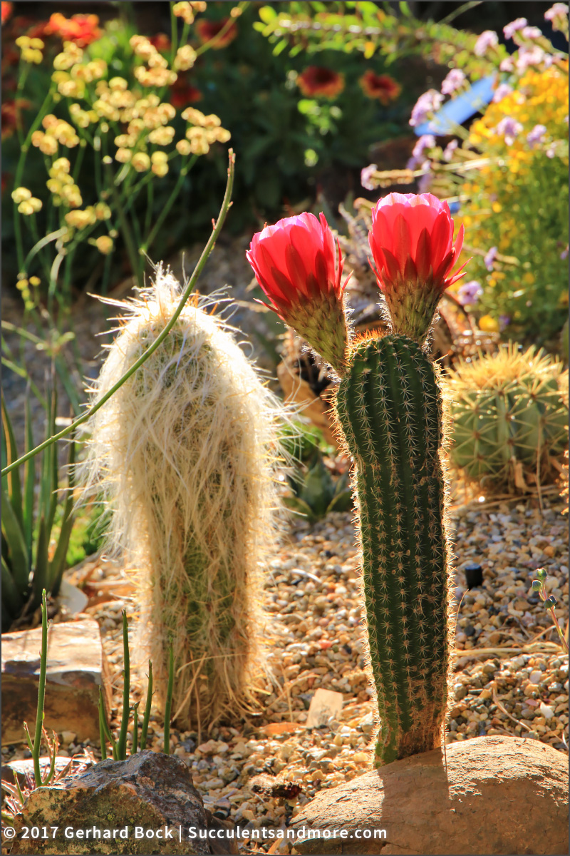 Cactus flowers brighten summer doldrums