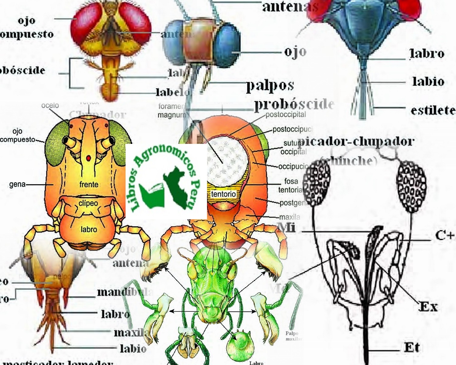Entomología: Tipos Principales de aparatos bucales .- Descargar en PDF