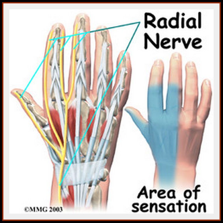 truthlady3: Dermatomes Dermal Segmentation