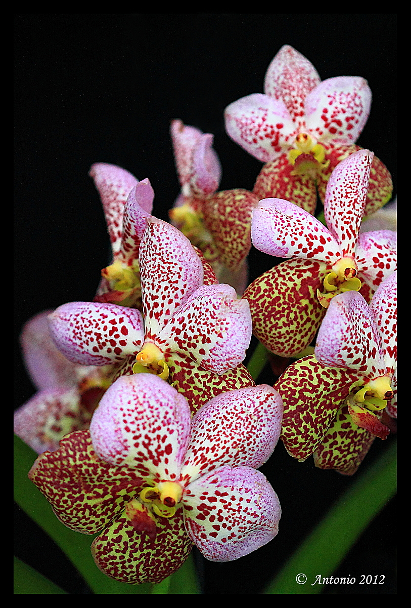 Orquídeas por Antonio: Vanda sanderiana hybrid
