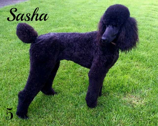 Standard Poodle Sporting Clip