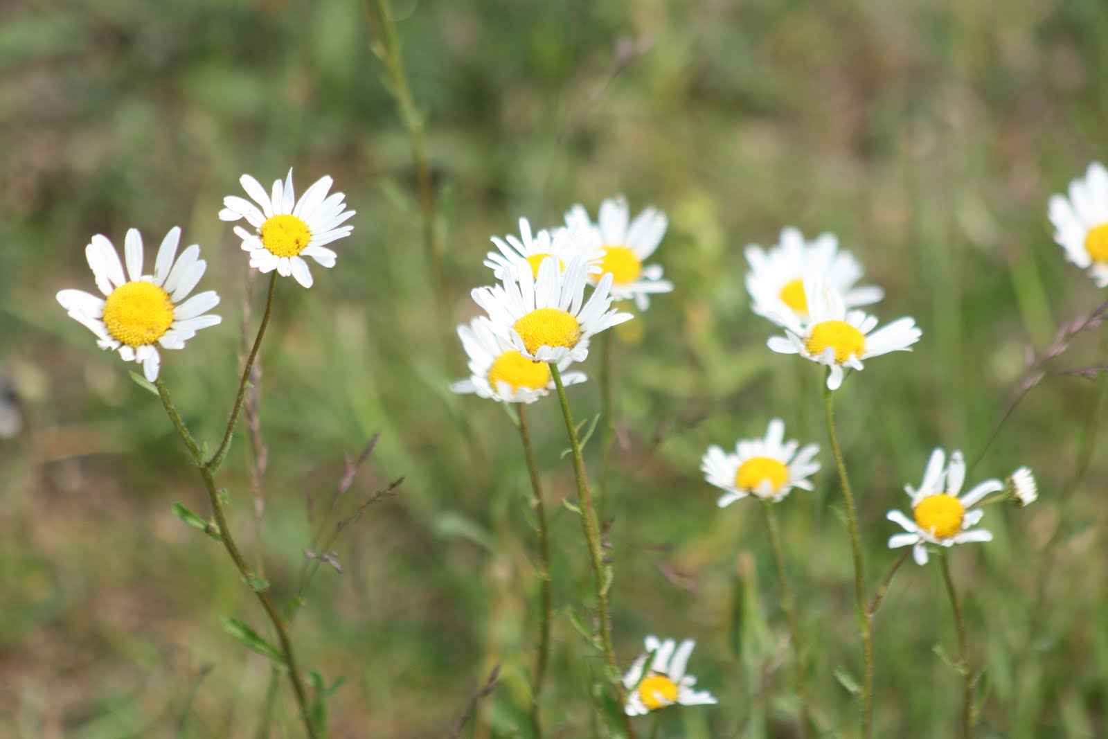Nature In London: Ox-eye Daisy (Leucanthemum vulgare)
