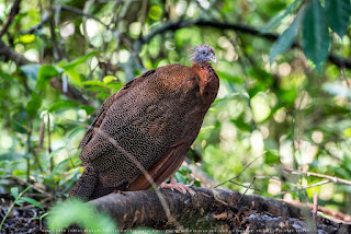 B u r u n g K e l i l i n g R u m a h .....: Kuang Raya ( Great Argus )