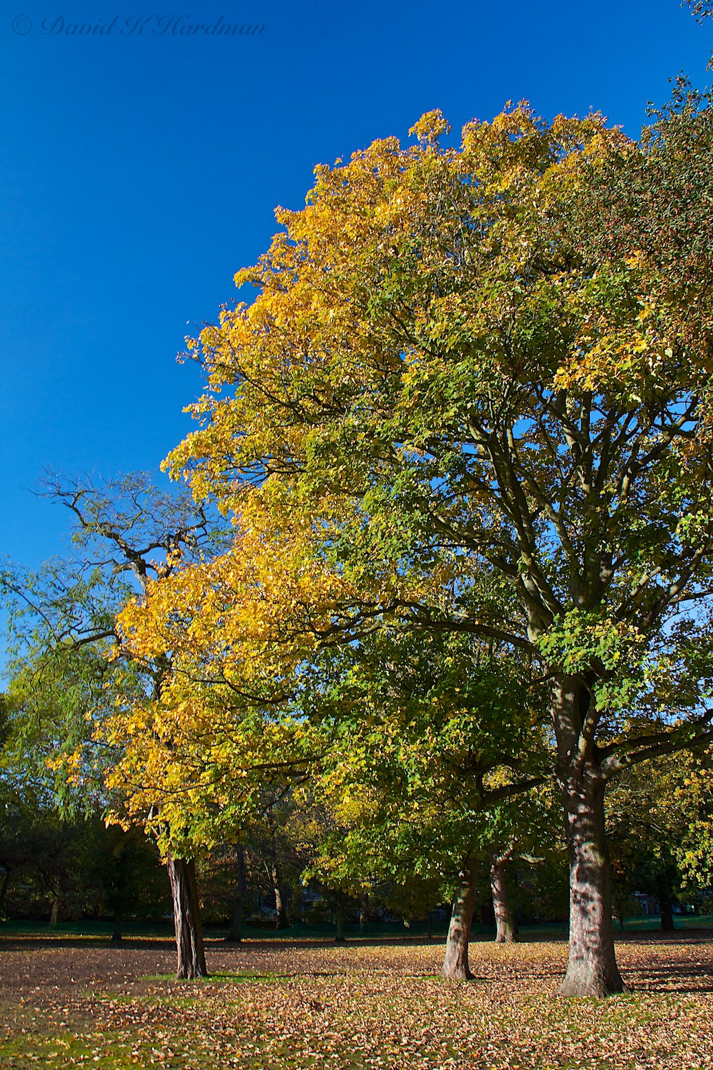 As I See It - David K Hardman Photography: Autumn in Greenwich Park