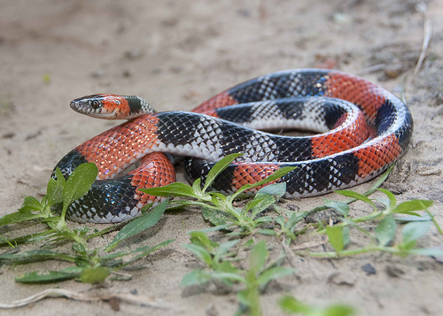 Reptossaurus: SERPENTES da CAATINGA