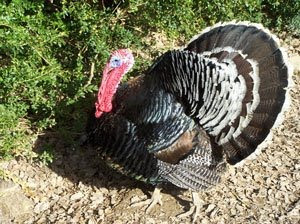 cada momento estudio: EL GUAJOLOTE DOMESTICOS