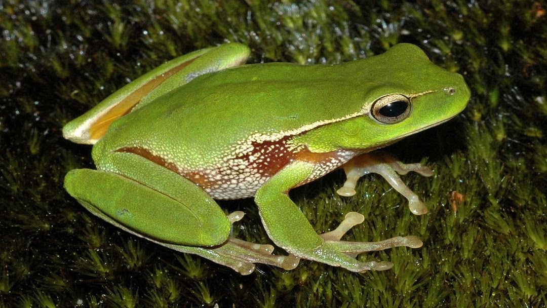 Frog HD Wallpapers