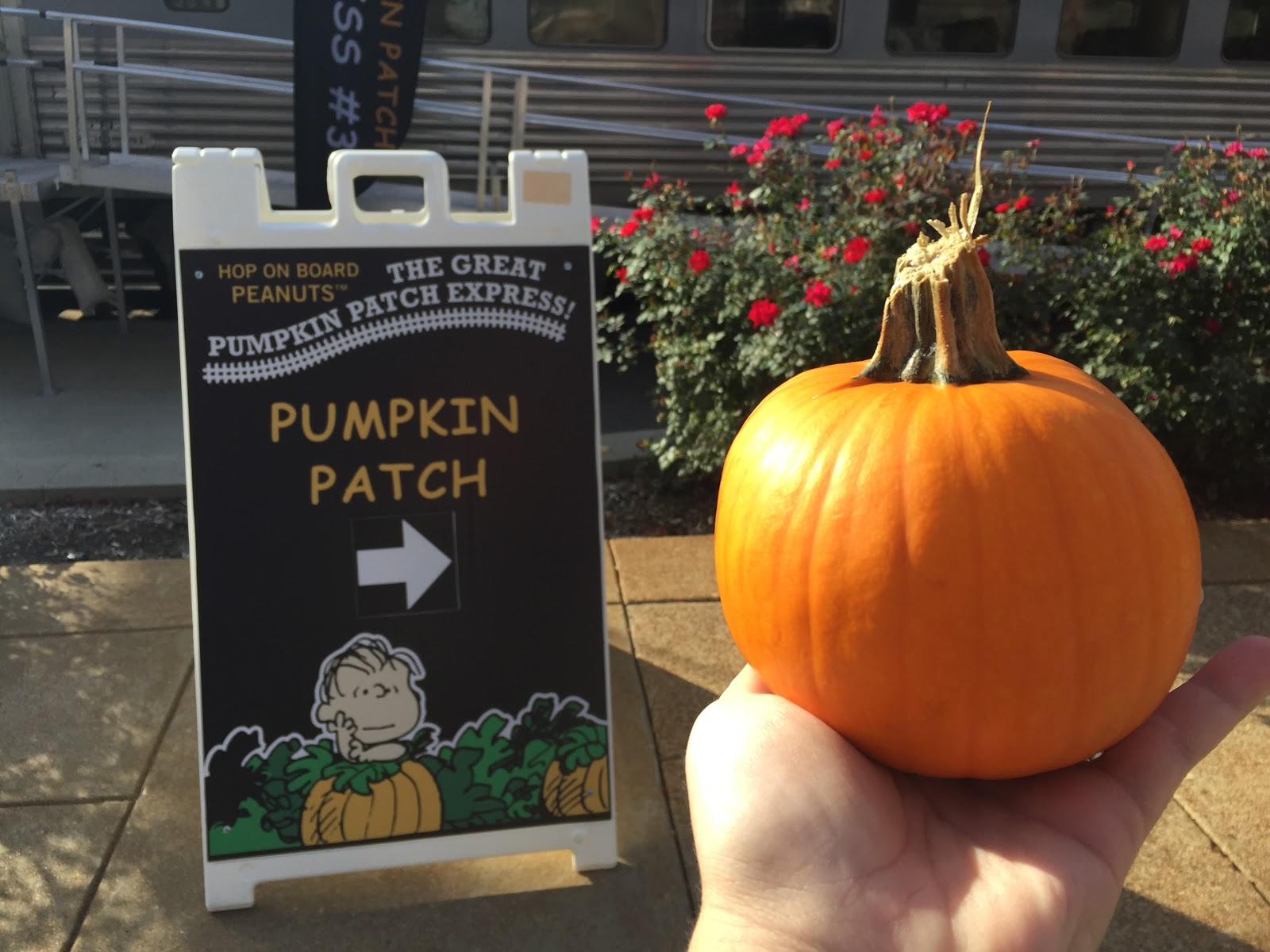 The Great Pumpkin Patch Express - And Hattie Makes Three