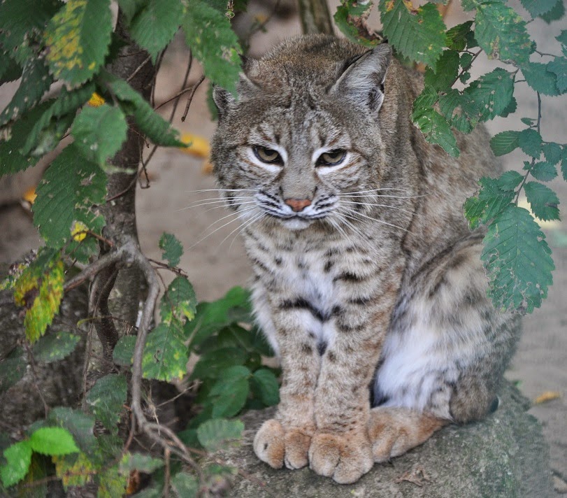 ZOOTOGRAFIANDO (6.100 ANIMALS): LINCE NORTEAMERICANO O ROJO / BOBCAT ...