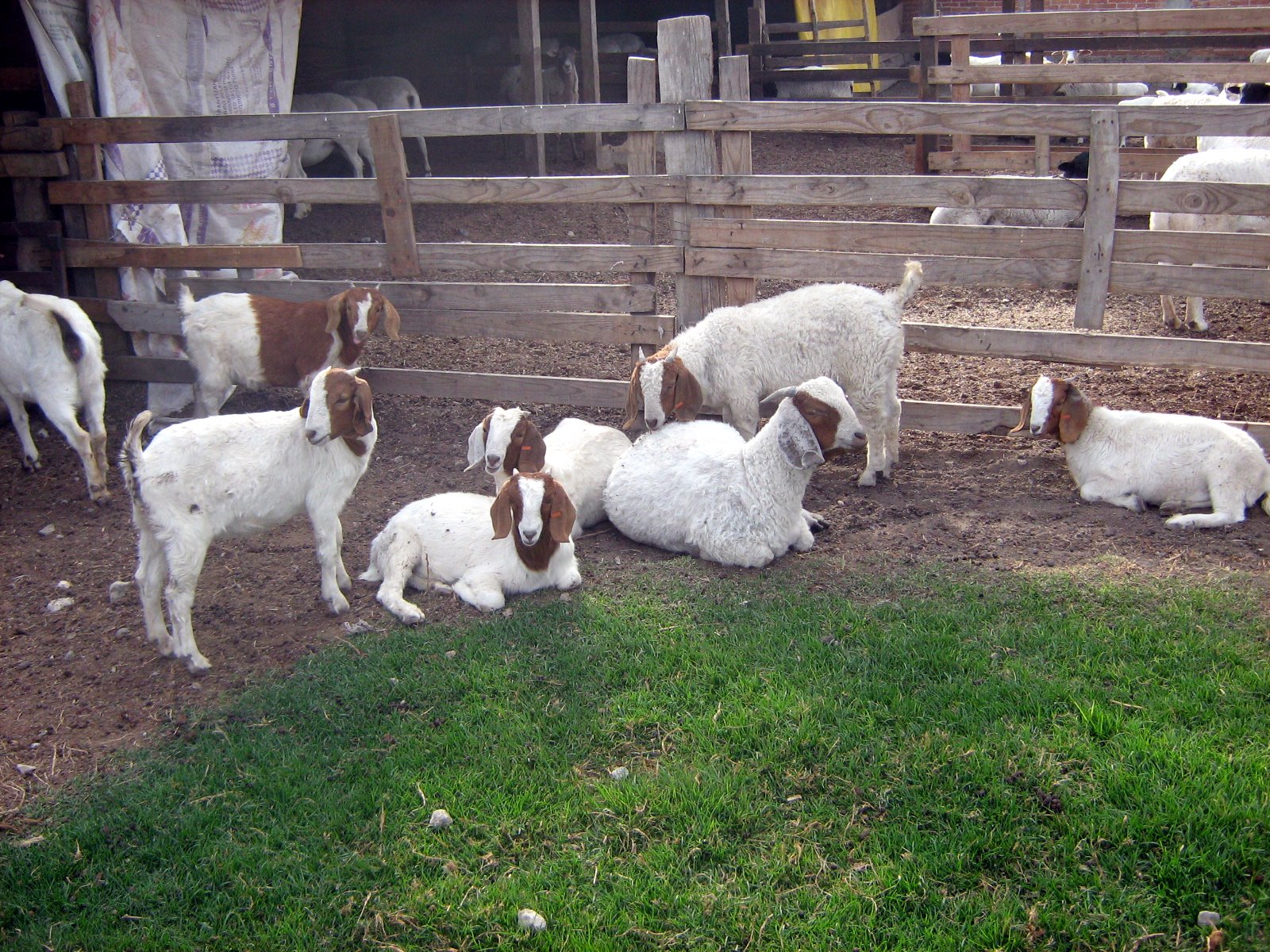 Los Ranchos de ganado de México: Criadero de cabras boer y chivos boer ...