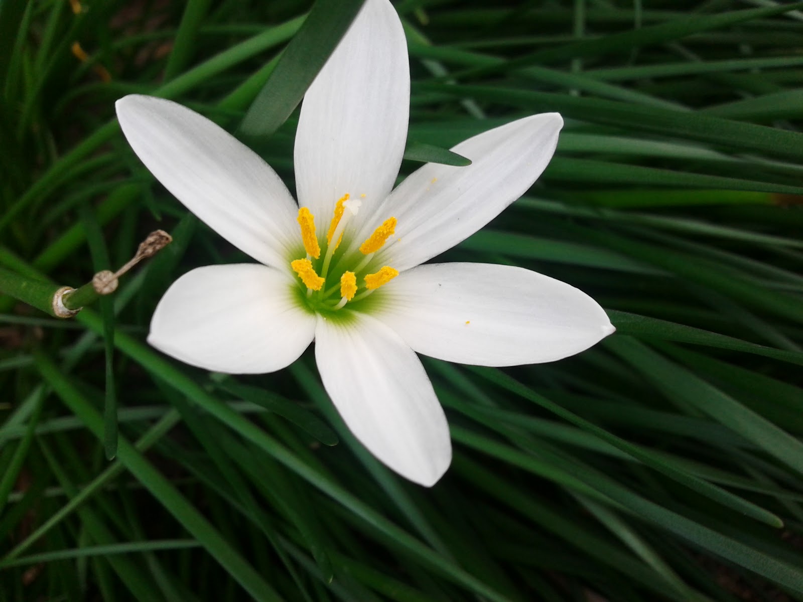 Ornamental Flowers Innovative Farming Solutions ornamental-flowers-innovative-farming-solutions