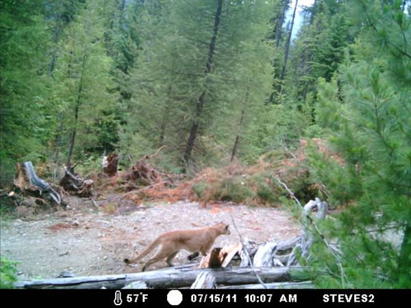Marin Ecology: Trail Cam Pic of Puma Stalking Moose with Calf