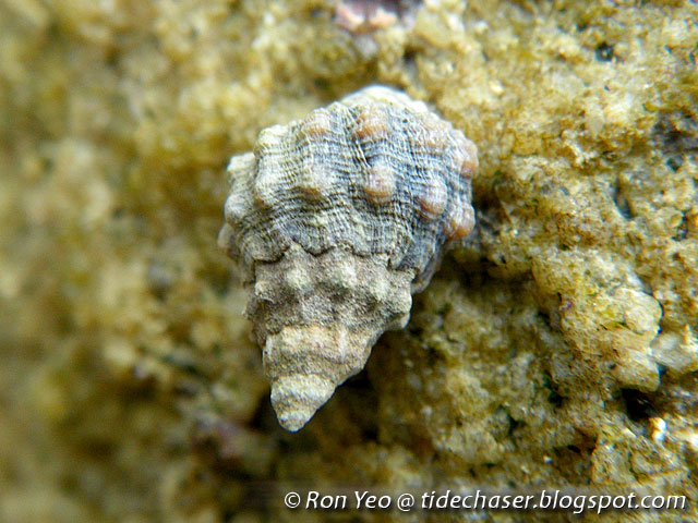 tHE tiDE cHAsER: Periwinkles (Phylum Mollusca: Family Littorinidae) of ...