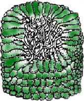 Harbor Watch: Codium: Biology of a Marine Invasive