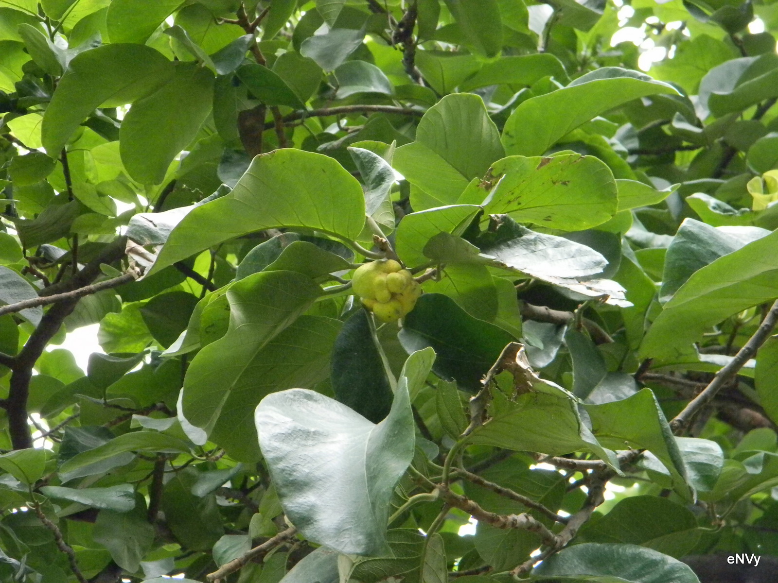 Indian trees: September 2011