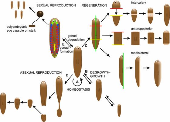 Ciencias de Joseleg: 4b CICLO DE VIDA DE LOS PLATELMINTOS 1: PLANARIA ...