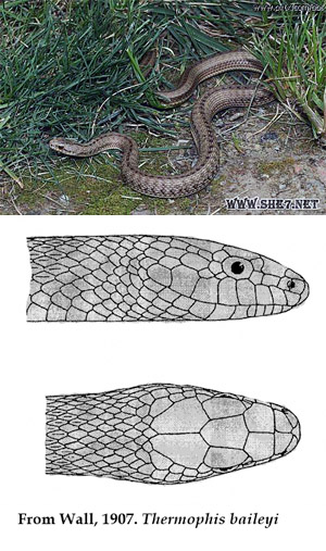 Serpent Research: Hot Springs Refugia for Thermophis