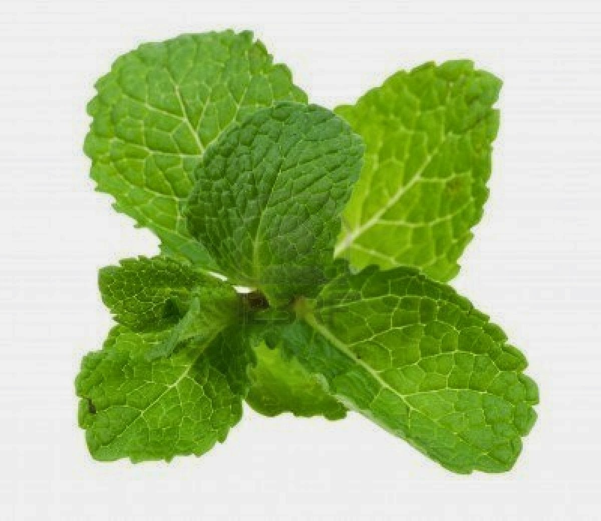 O blog de Opencel: COMBATER AS OLHEIRAS