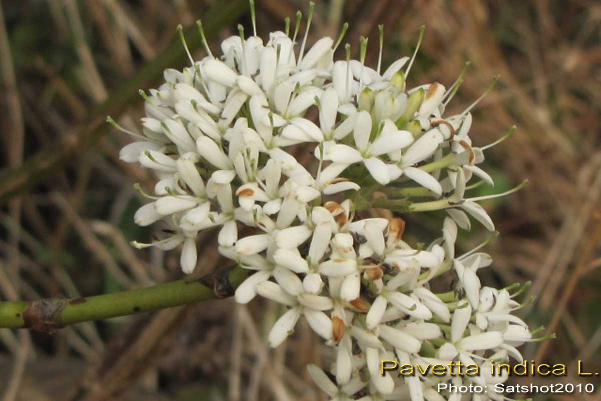 Medicinal Plants: Pavetta indica