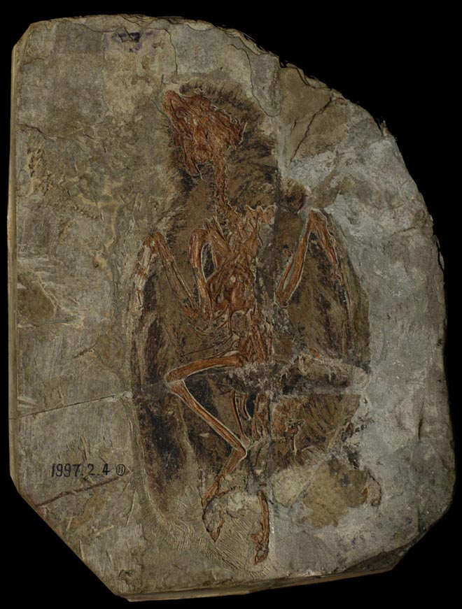 Paleobirding:What Birds Looked Like 125 Million Years Ago