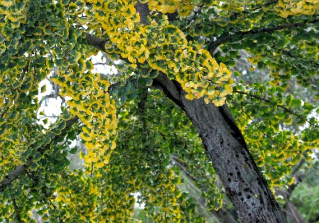 Liliana Usvat - Reforestation and Medicinal use of the Trees : Gingko ...