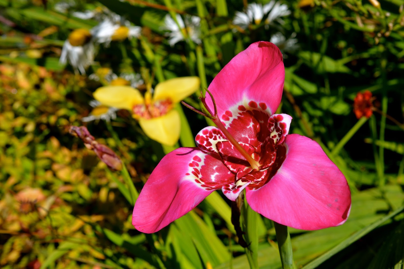 Bonney Lassie: Some Florid Prose. Pictures Too.