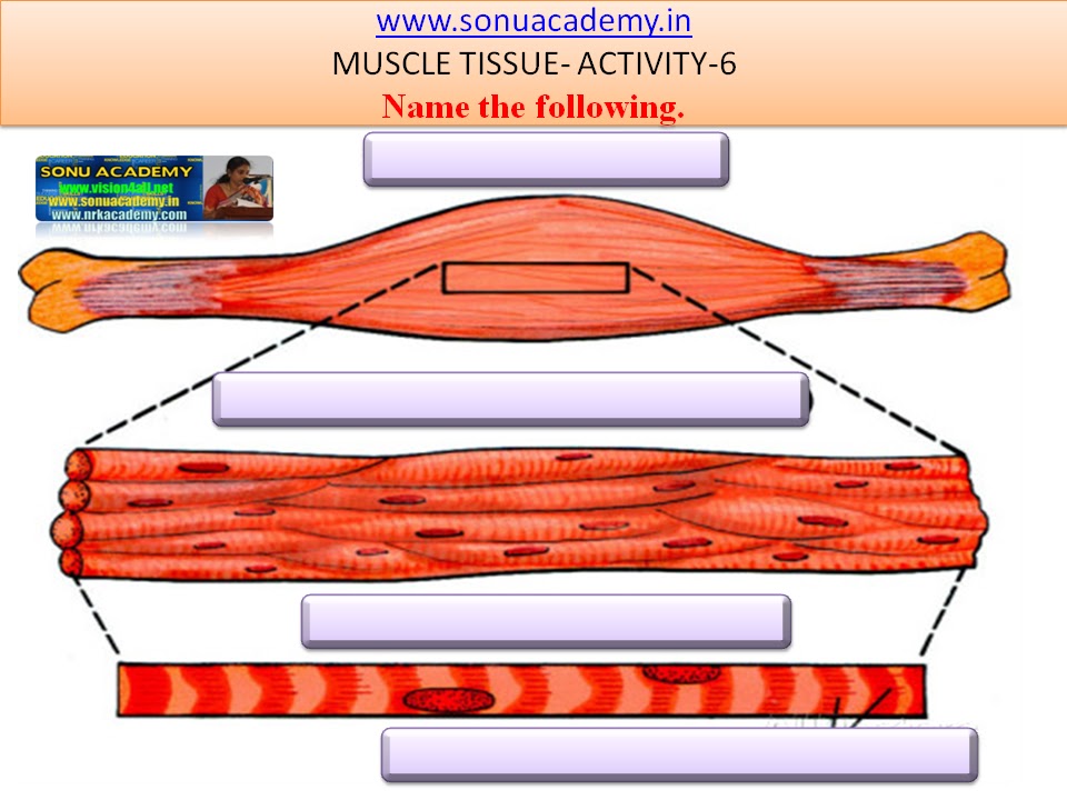 SONU ACADEMY: MUSCLE TISSUE-ACTIVITY(6)