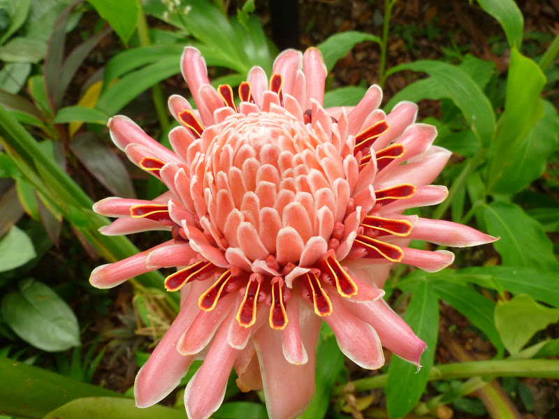 Onslow and Miss B: Singapore Botanic Gardens: the ginger family