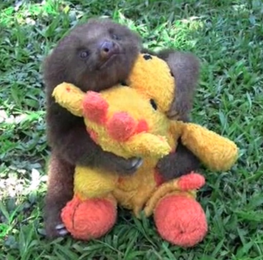 White Wolf : Cute Baby Sloths (Photos-Video)