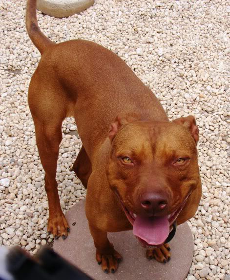 Fundación de la línea Red Boy - PerrosGame