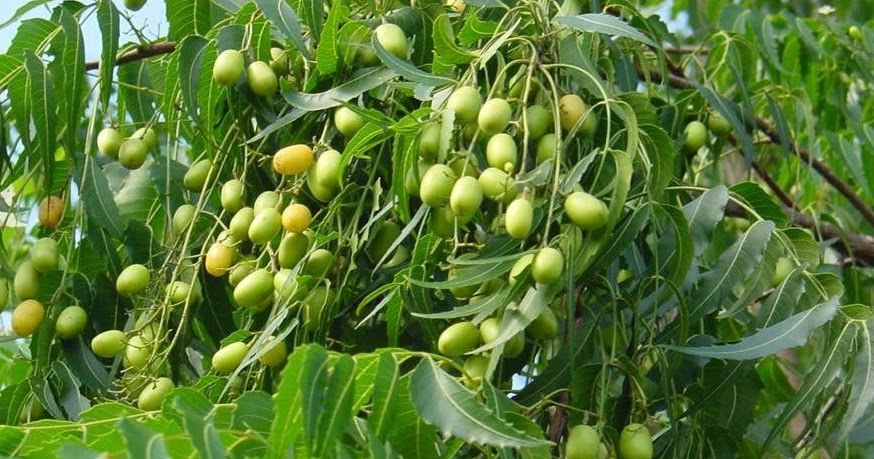 Curiosidades Vegetais: O nim-indiano