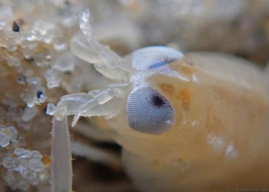 The Natural History of Bodega Head: Beach hopper blues