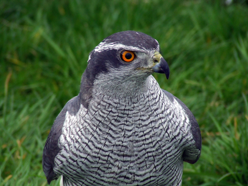 prairiemary: "THE GOSHAWK" by T.H. WHITE