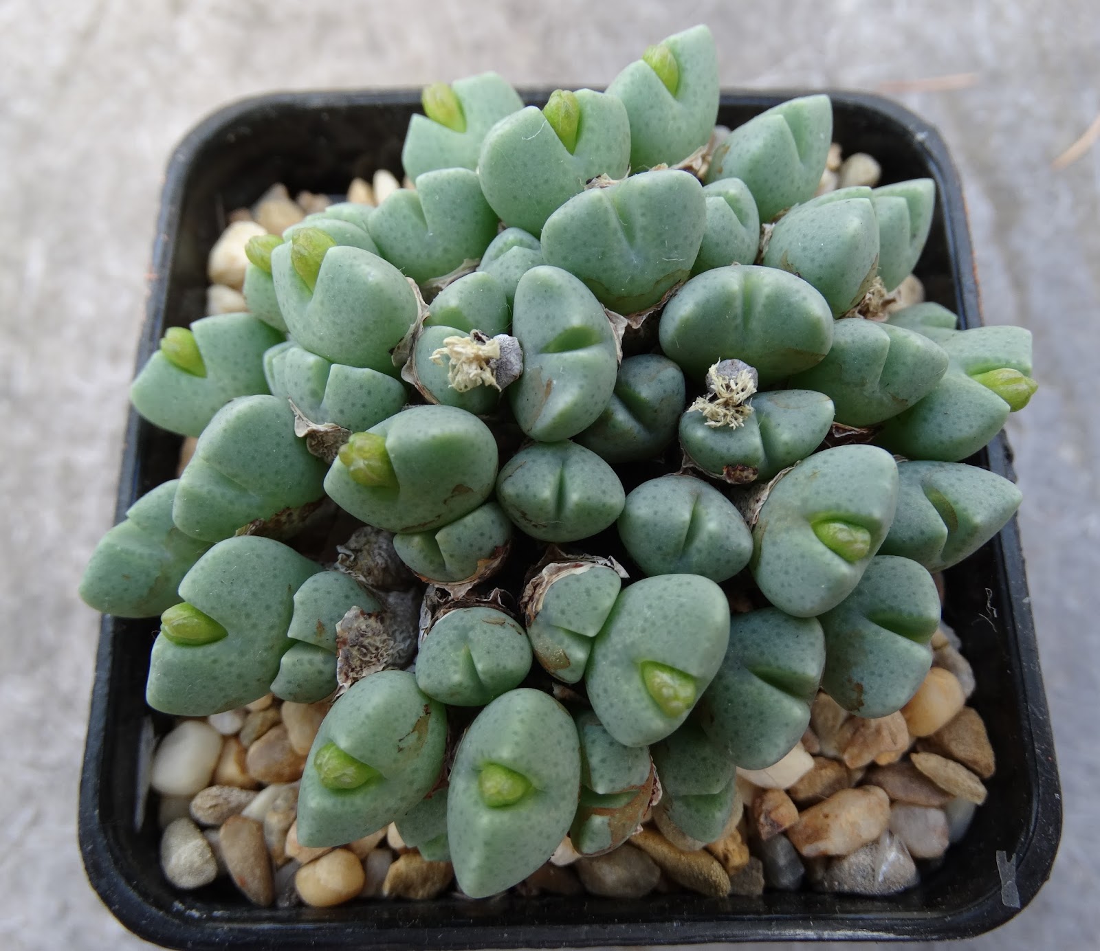 Succulent Sundae: CONOPHYTUM QUAESITUM