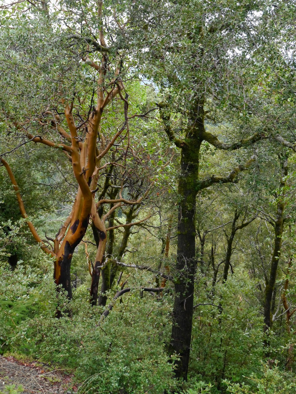 Root crops and Wild Wonderings