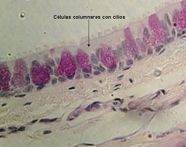 Manual interactivo de morfología celular: Morfología de células ...