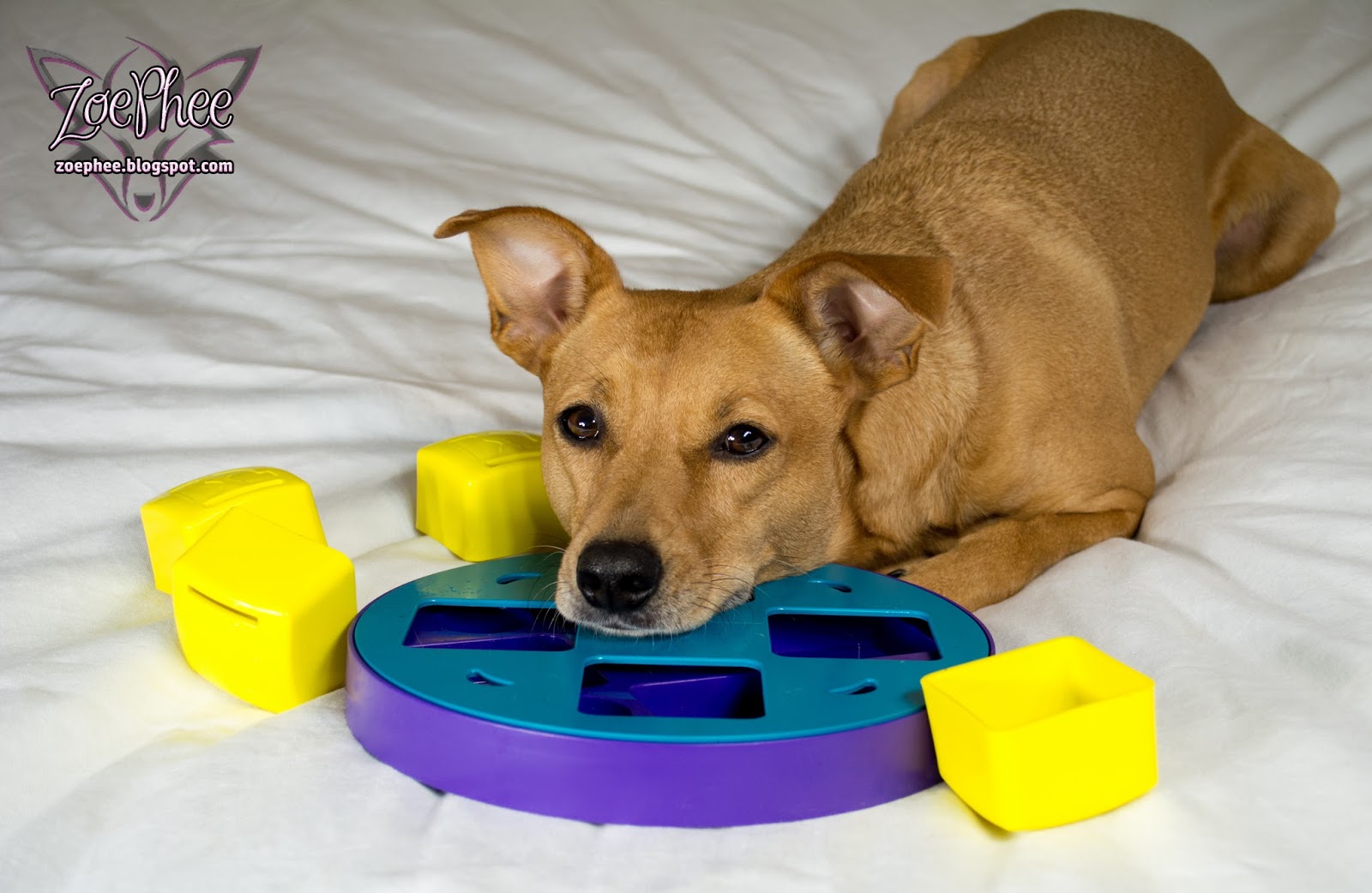 ZoePhee: Doggy Blocks! Brain Games for Dogs! #chewyinfluencer