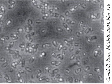 Proteobakteria : Pengertian Ciri-ciri Struktur Sel Contoh:blog info