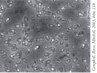 Proteobakteria : Pengertian Ciri-ciri Struktur Sel Contoh:blog info