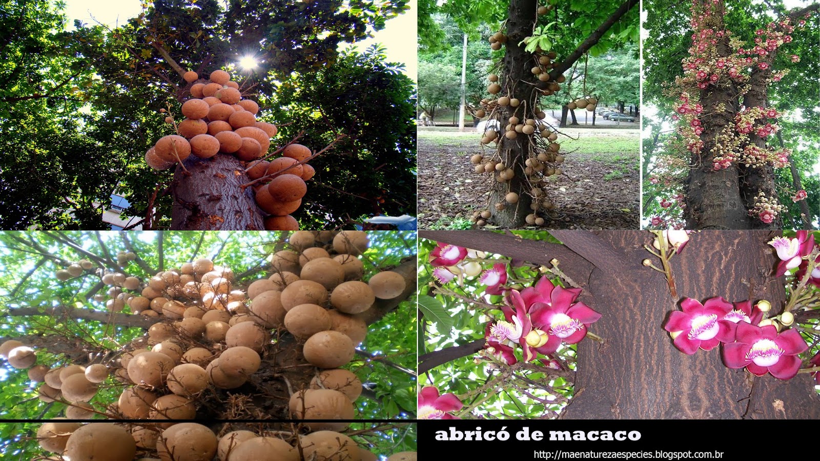 039 Abricó de Macaco