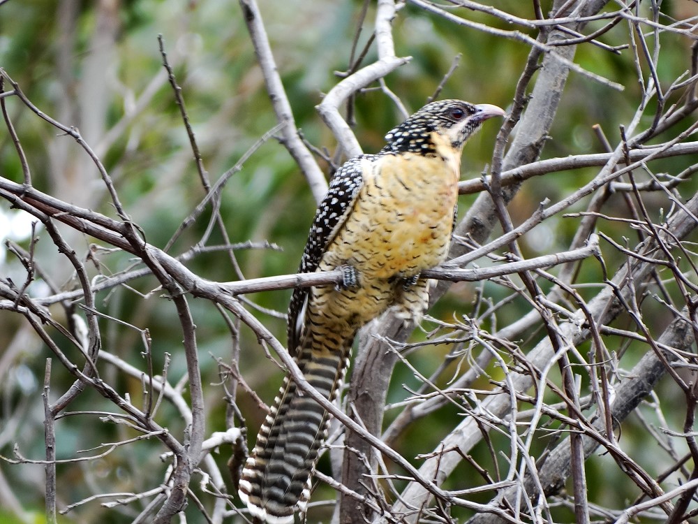 Pacific koel - Alchetron, The Free Social Encyclopedia