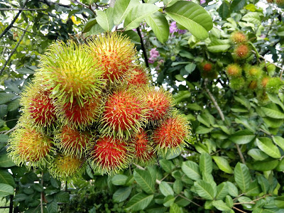 Impiana Iman: Kenangan Pokok Rambutan Lebat Berbuah