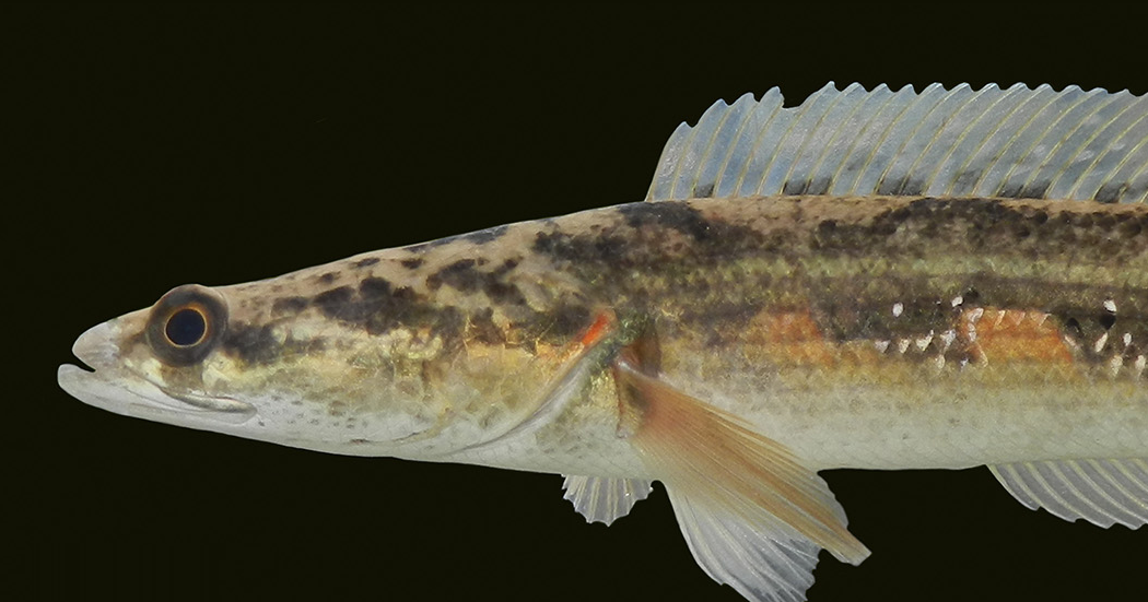 Species New to Science: [Ichthyology • 2017] Channa pseudomarulius • A ...