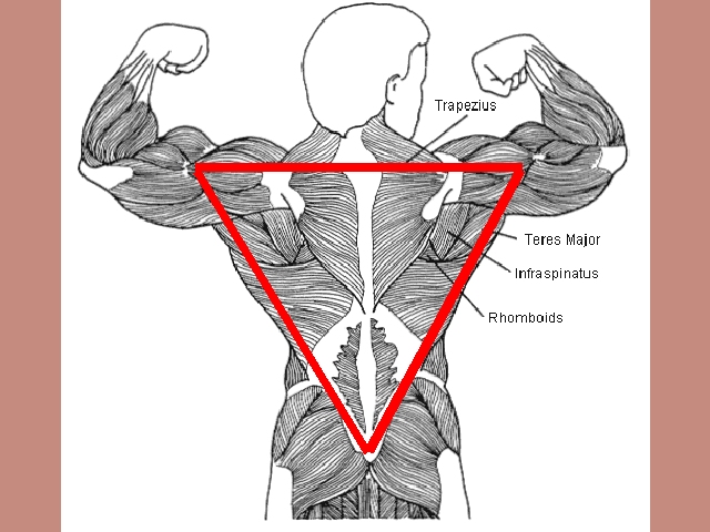 The back/الظهر /背面(Bèimiàn) | Step by step into english in English